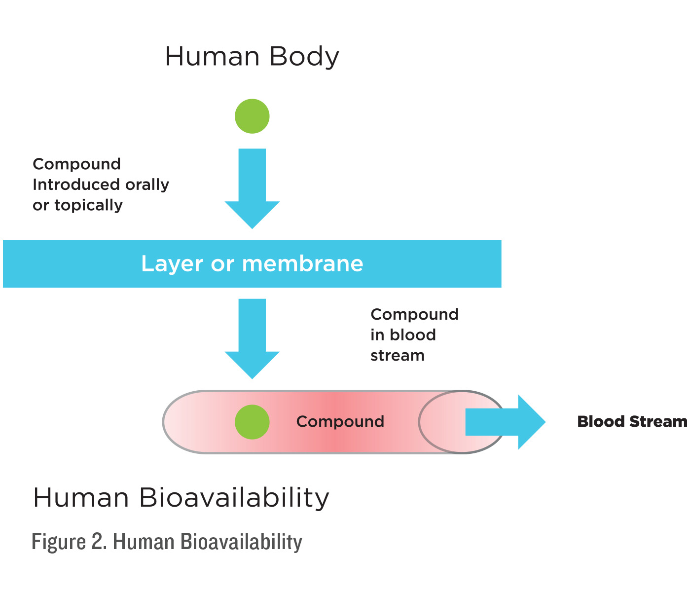 Bioavailability, Absorption, and Water Solubility – Hempzorb81